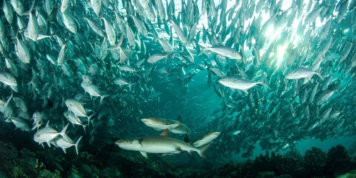 Life in the Hadal Zone: How Marine Animals Survive the Deep Trenches